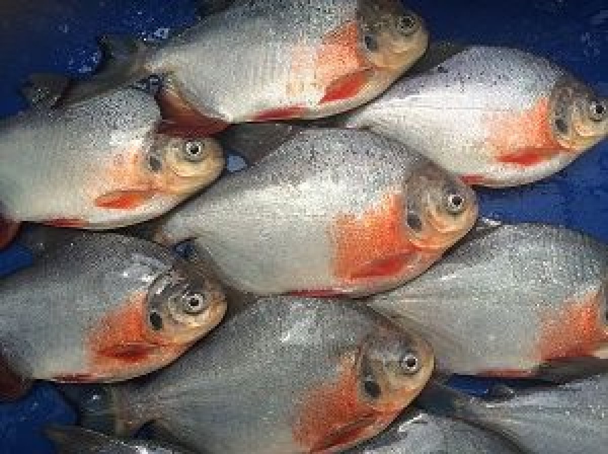 Why “Morocota” – Morocota Gold